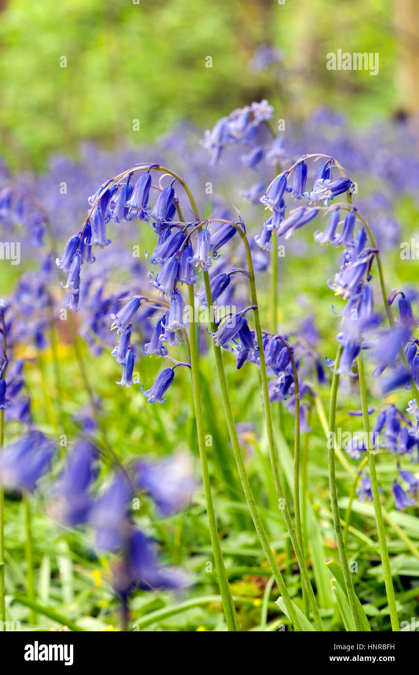 Bluebells wild flowers hi-res stock photography and images - Alamy