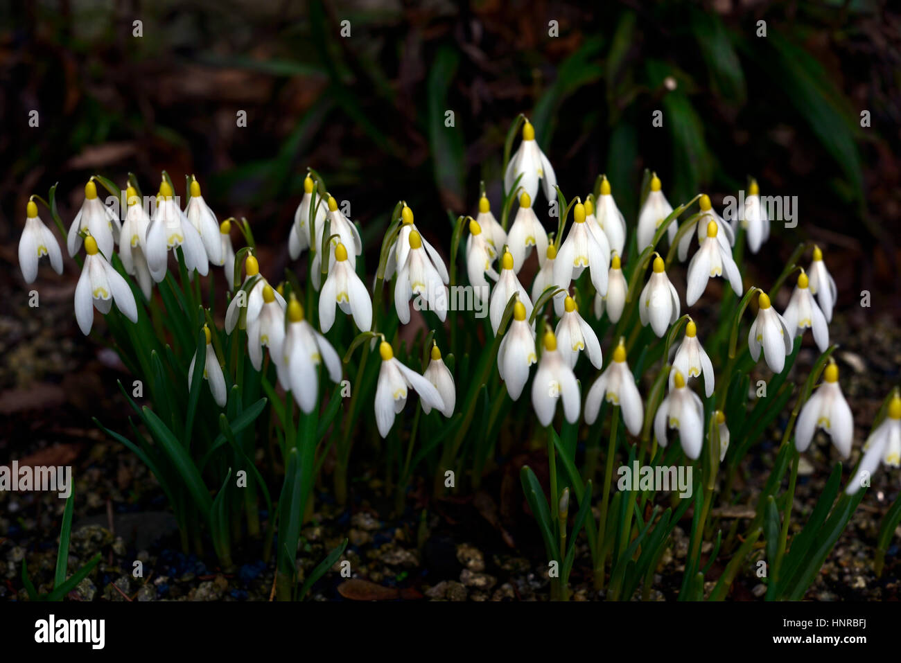 Galanthus nivalis sandersii hi-res stock photography and images - Alamy