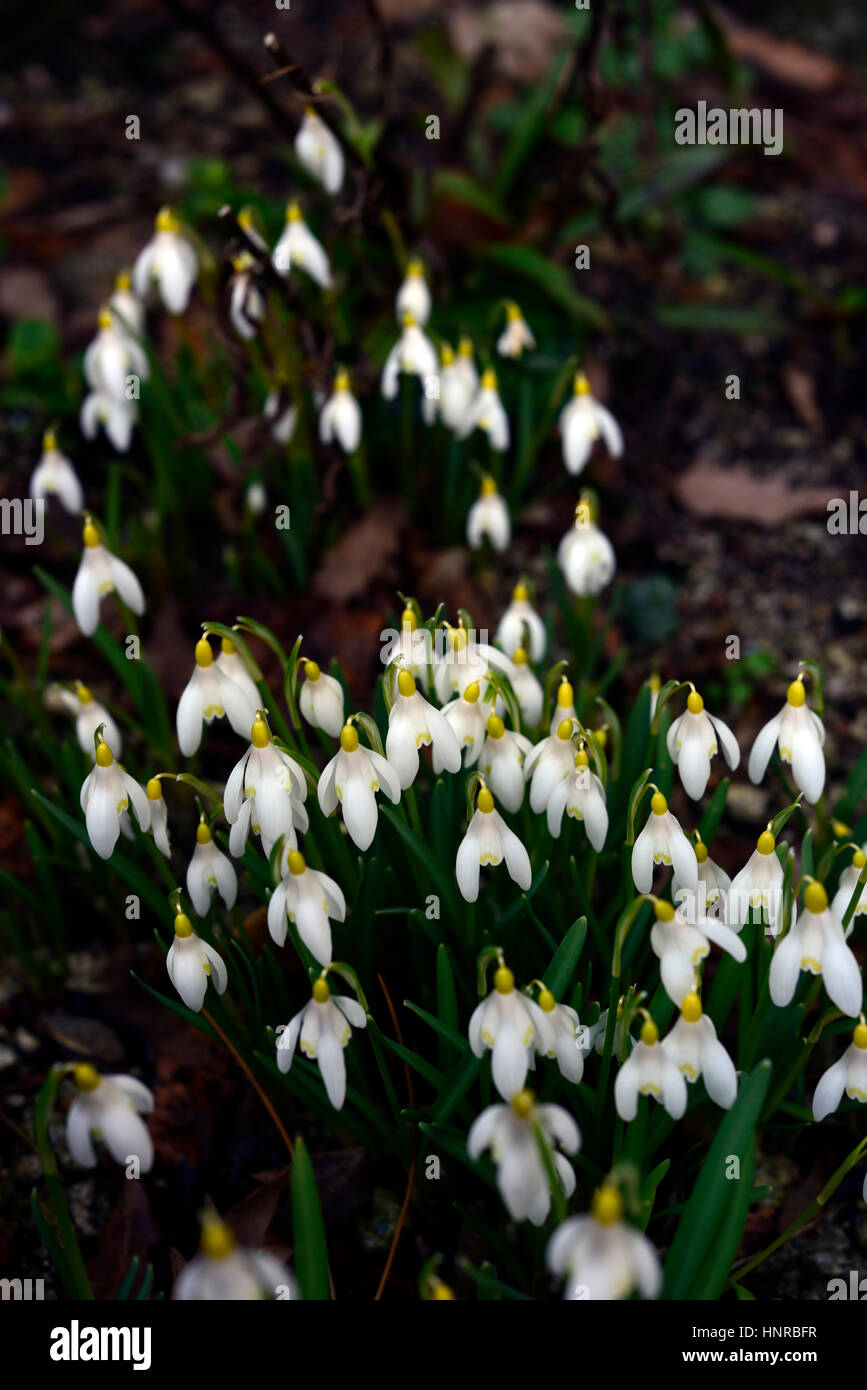 Galanthus nivalis Sandersii, Lutescens, yellow, snowdrops, snowdrop ...
