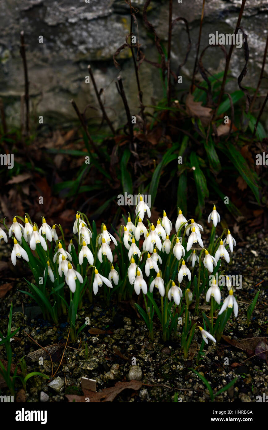 Galanthus nivalis sandersii hi-res stock photography and images - Alamy