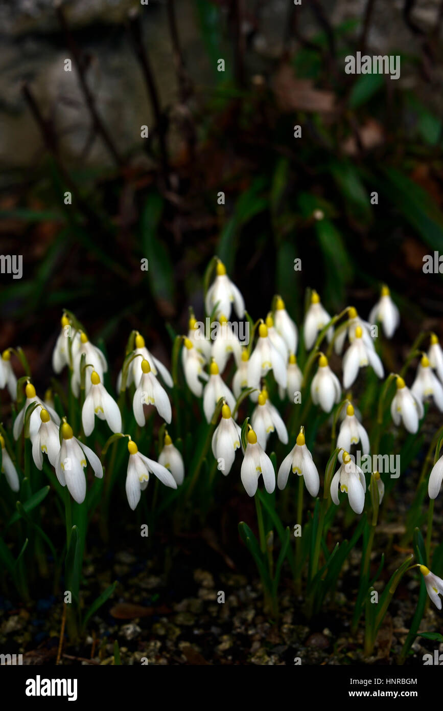 Galanthus nivalis sandersii hi-res stock photography and images - Alamy