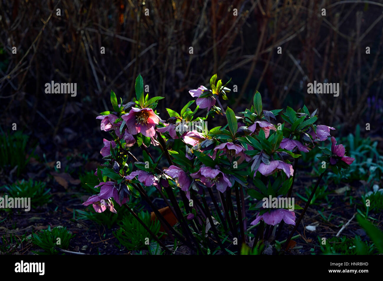 Hellebores hi-res stock photography and images - Alamy