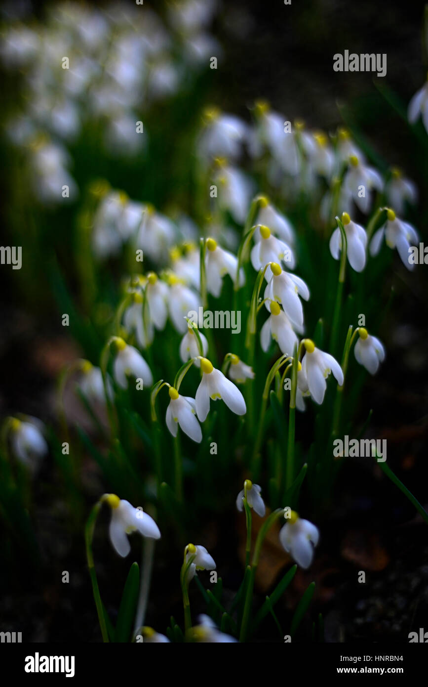 Galanthus nivalis sandersii hi-res stock photography and images - Alamy