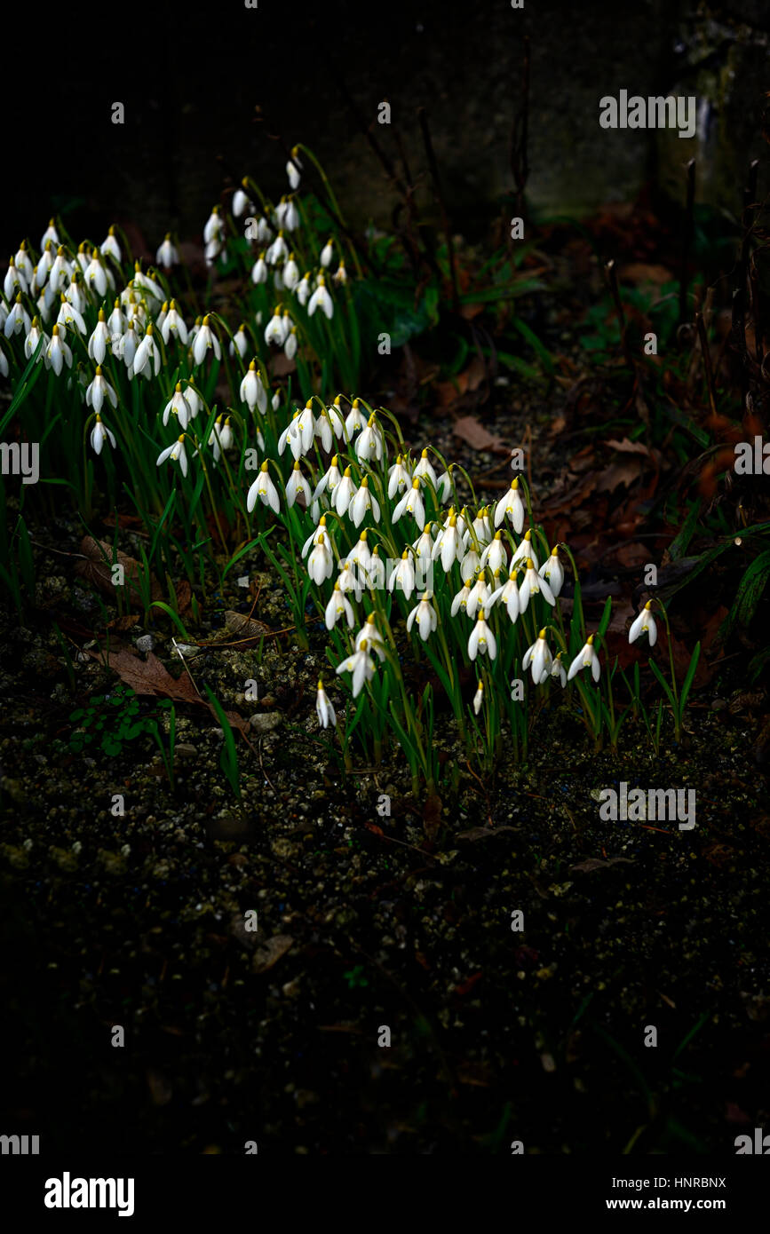 Galanthus nivalis sandersii hi-res stock photography and images - Alamy