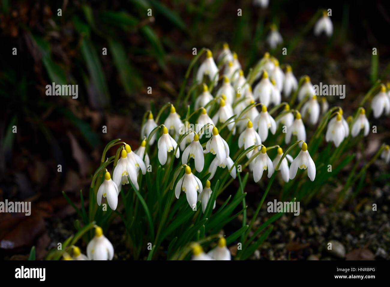 Galanthus nivalis sandersii hi-res stock photography and images - Alamy