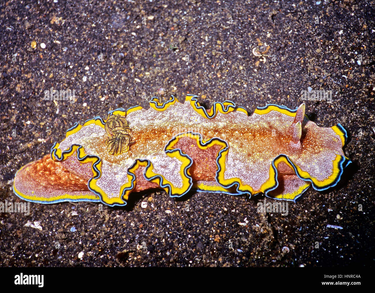 Blue sea slug hi-res stock photography and images - Alamy