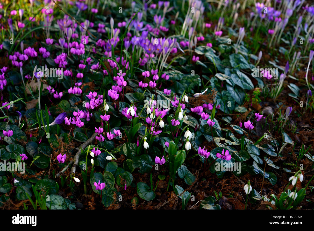 cyclamen coum, flowers, purple, galanthus nivalis, snowdrop, snowdrops ...