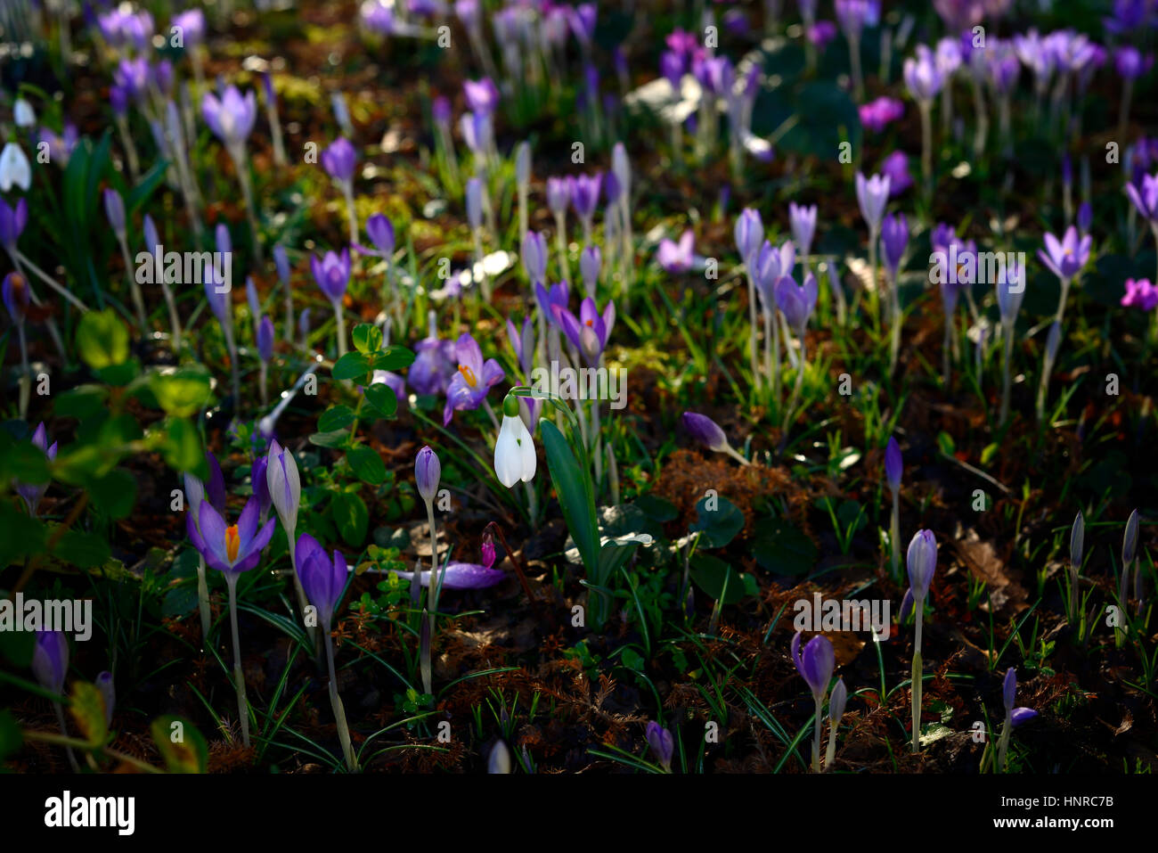 Purple snowdrop hi-res stock photography and images - Alamy