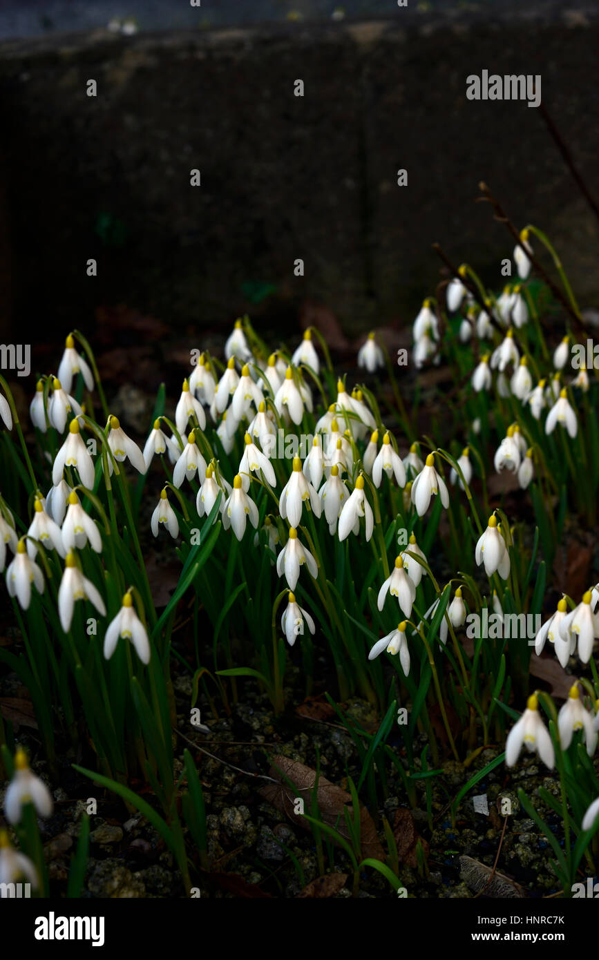 Galanthus nivalis sandersii hi-res stock photography and images - Alamy