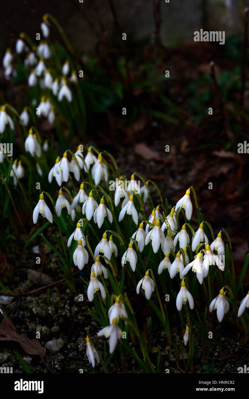 Galanthus nivalis sandersii hi-res stock photography and images - Alamy