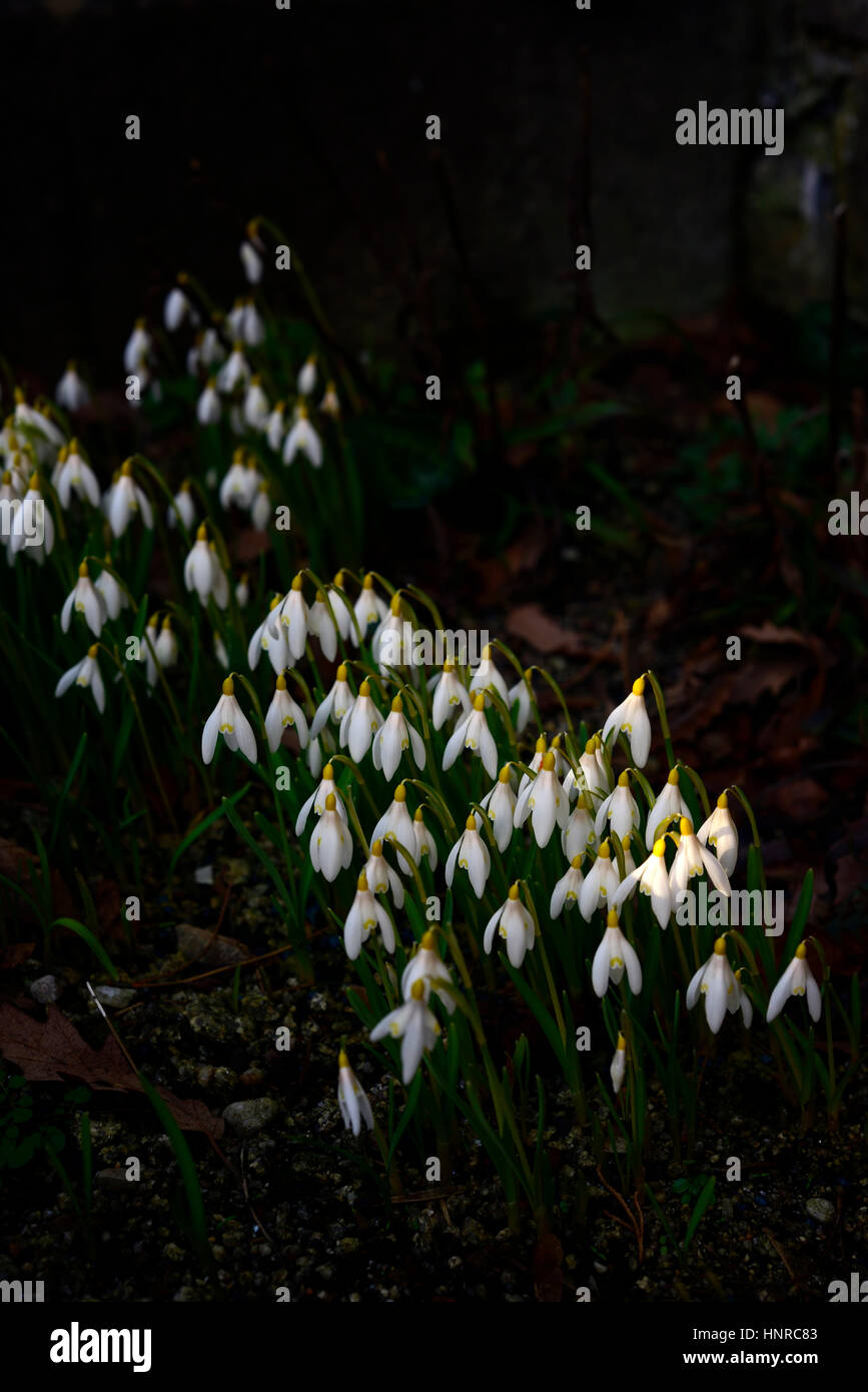 Galanthus nivalis sandersii hi-res stock photography and images - Alamy