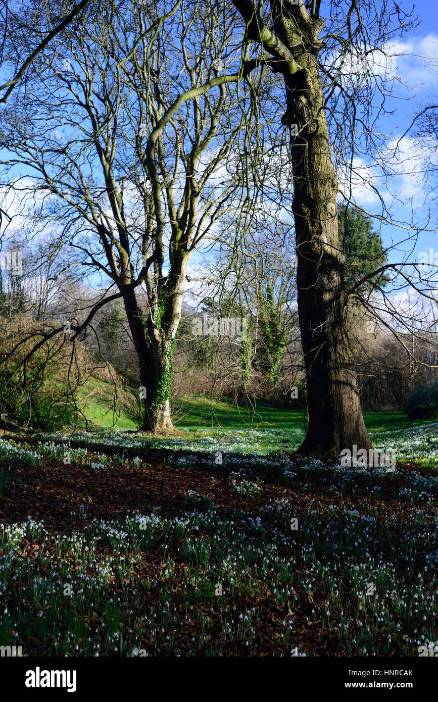 Galanthus nivalis, snowdrops, snowdrop, spring, yellow, white, flower ...