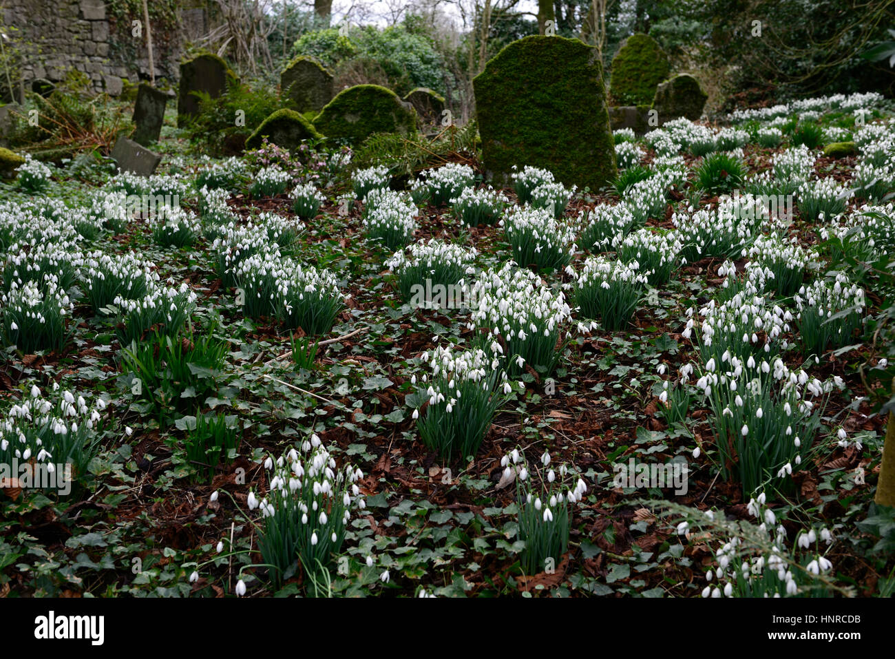 Graves gravestones graves death hi-res stock photography and images - Alamy
