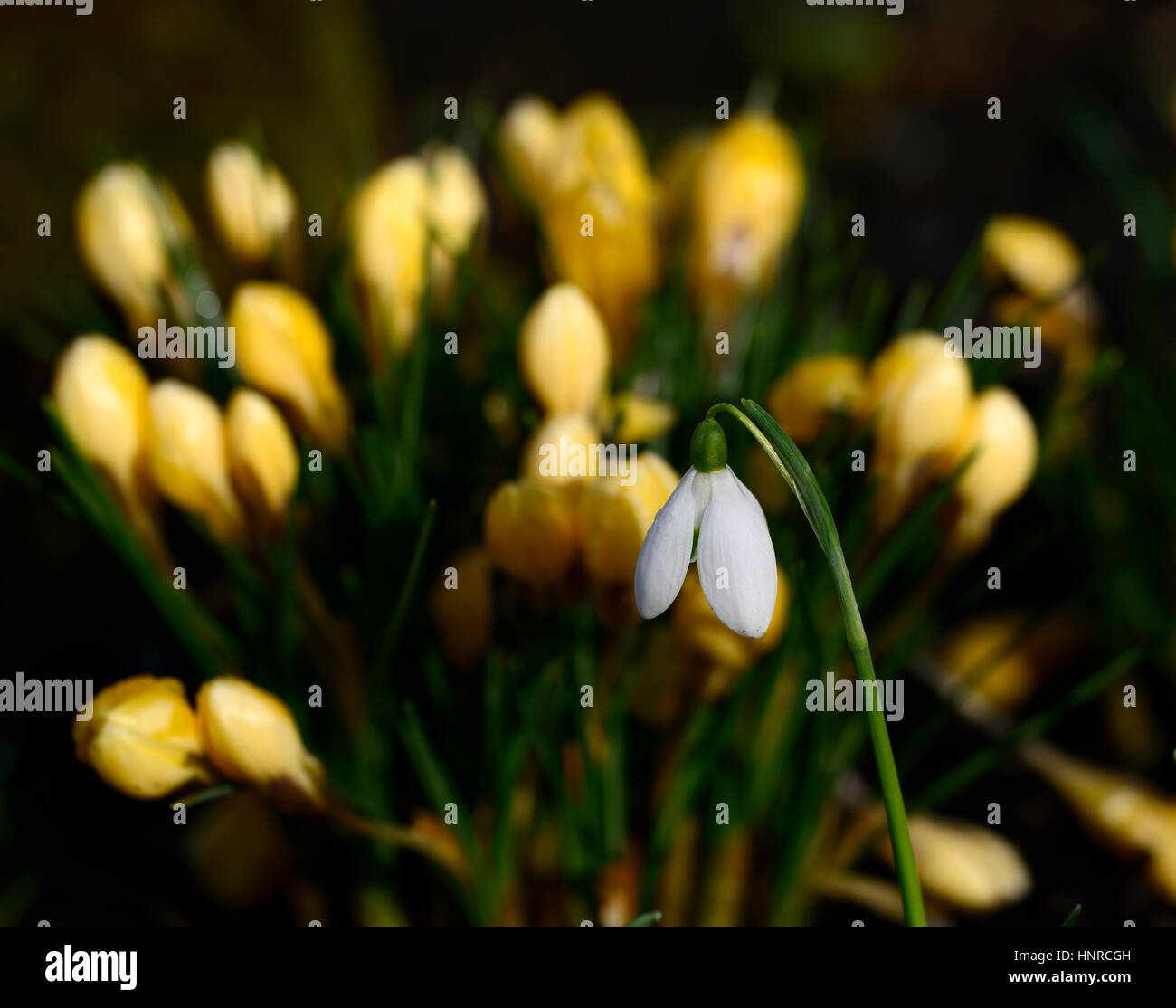 galanthus, yellow crocus, snowdrop, snowdrops, spring, flower, flowers ...