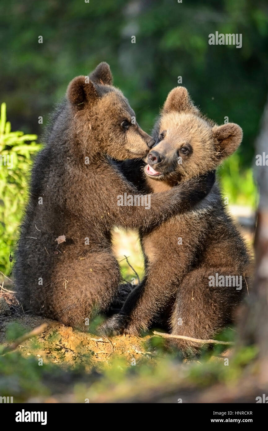 Young bears play hi-res stock photography and images - Alamy