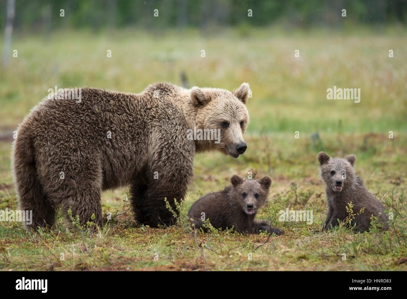 Baer horizontal hi-res stock photography and images - Alamy