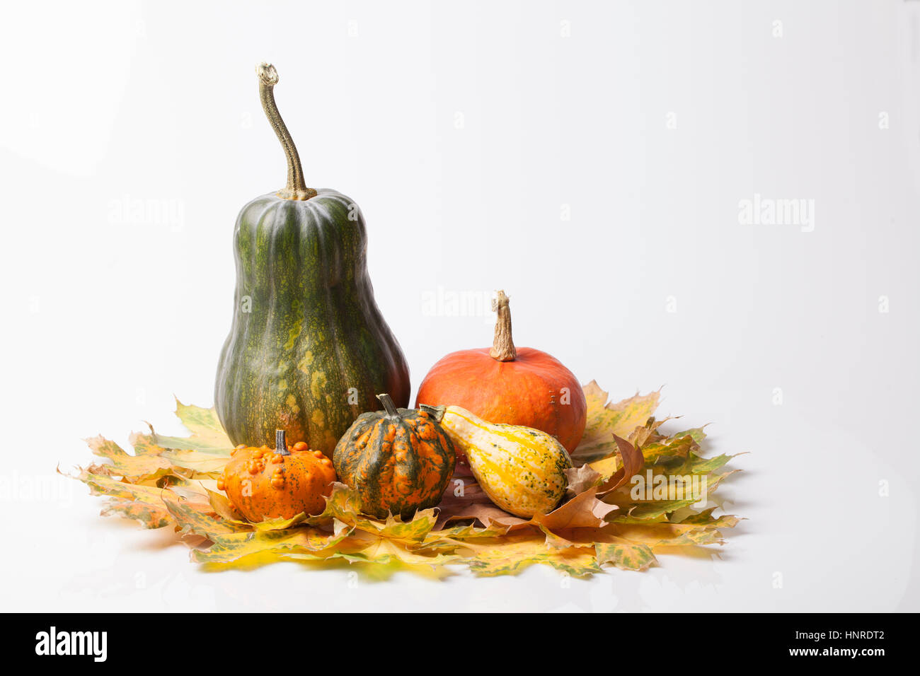 Pumpkin and squash autumn backgrounds on the table Stock Photo - Alamy