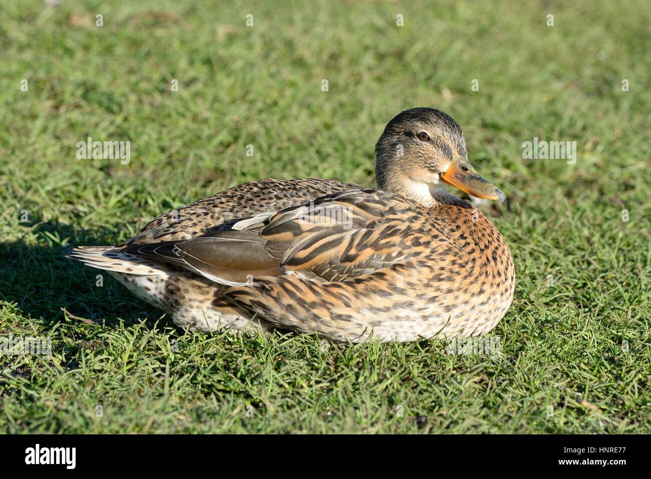 Mallard dabbling female hi-res stock photography and images - Alamy