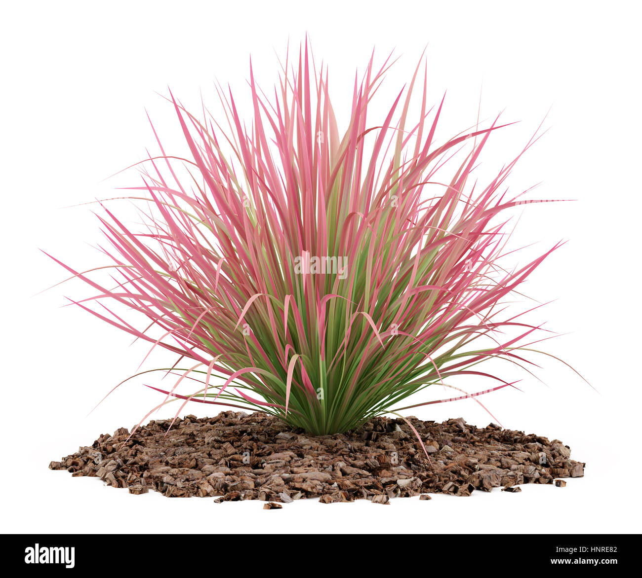 Tall Grass White Background