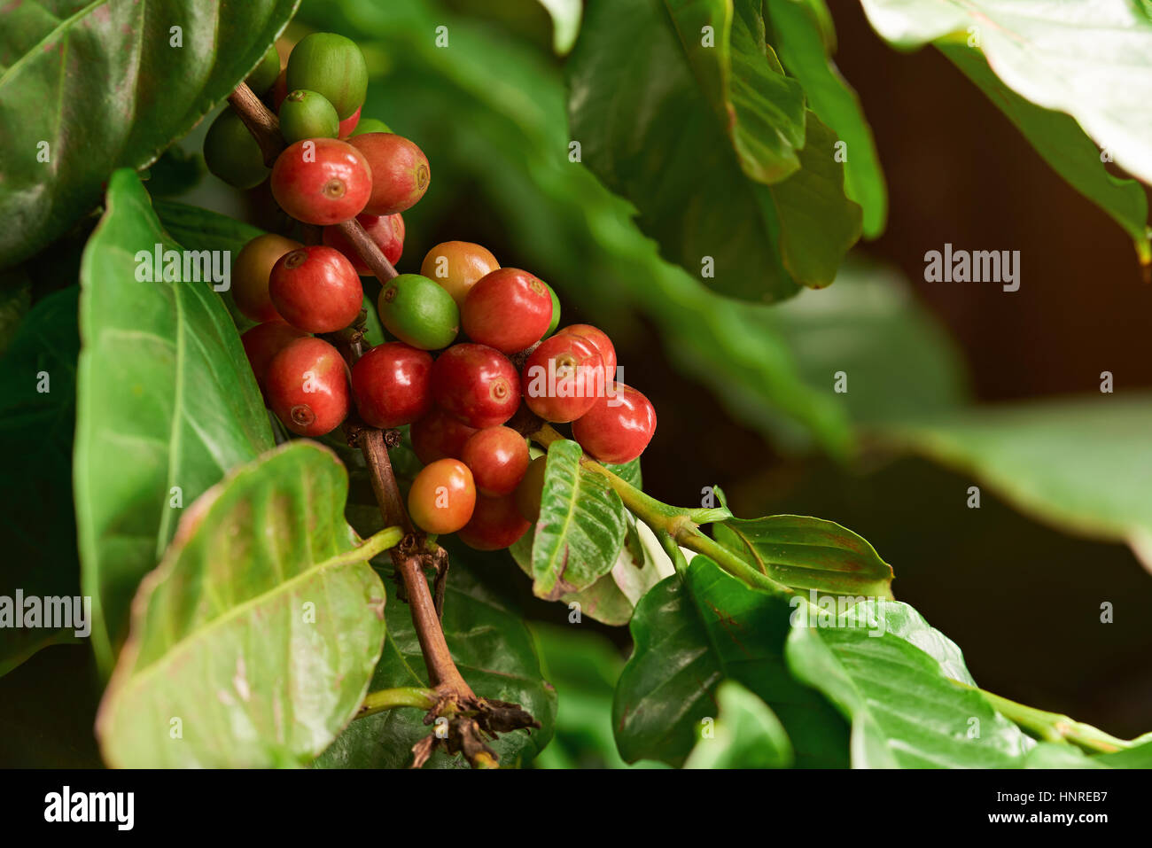 Damaged coffee tree plant beans close up in farm Stock Photo - Alamy