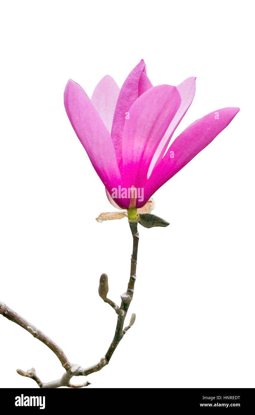 Isolated spring magnolia flower Stock Photo - Alamy