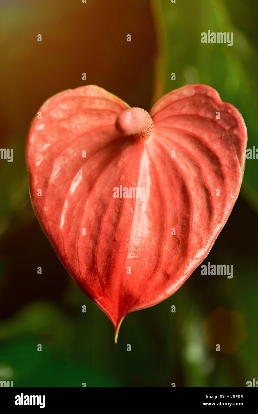 Heart shape pink flower closeup on blurred background Stock Photo - Alamy