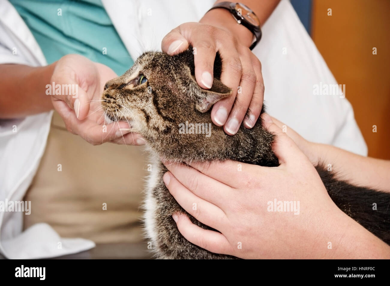 Vet's office hi-res stock photography and images - Alamy