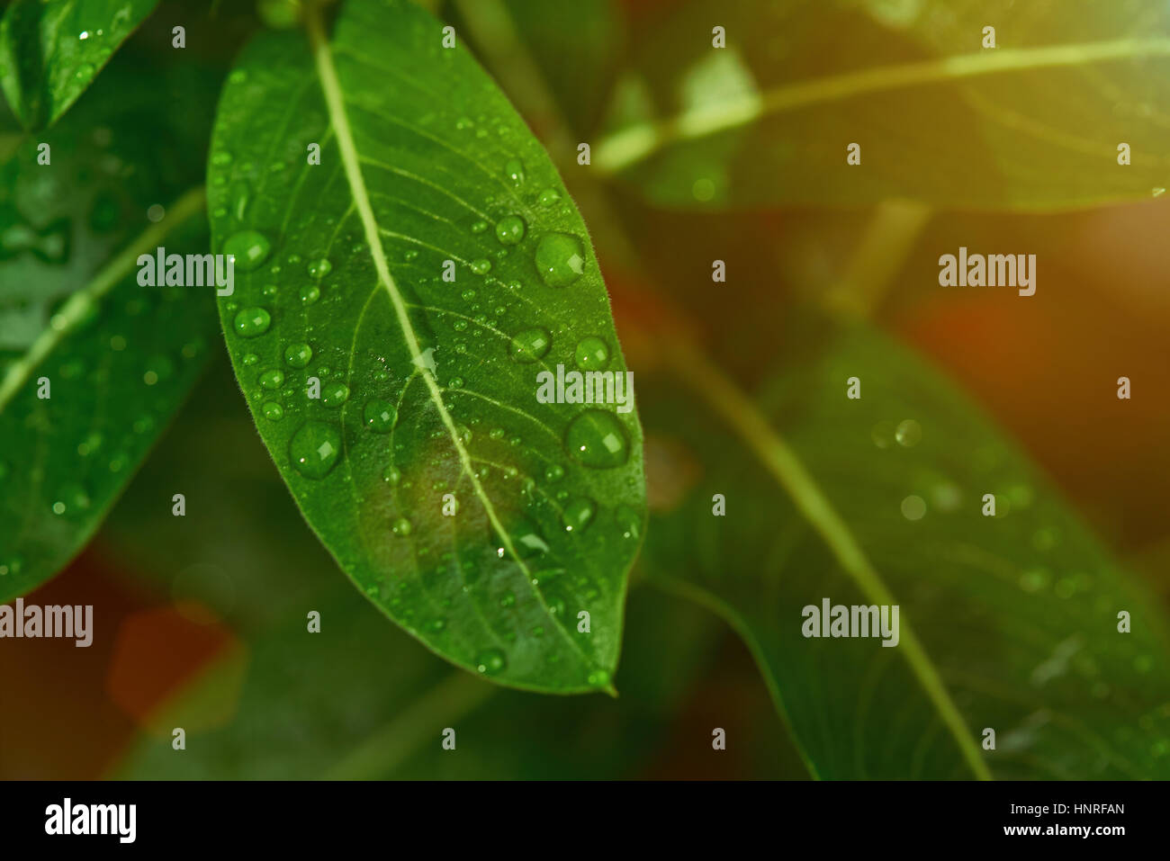 Morning green leaf hi-res stock photography and images - Alamy