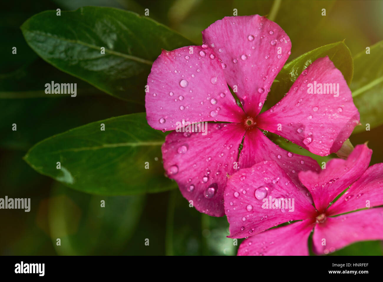 Dew drops on colorful vinca flowers close up Stock Photo - Alamy