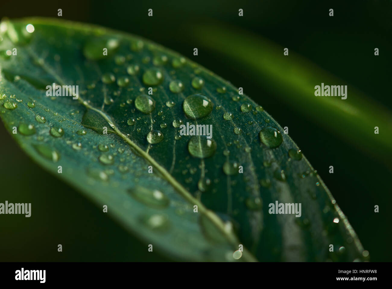 Rainforest leaf drip hi-res stock photography and images - Alamy