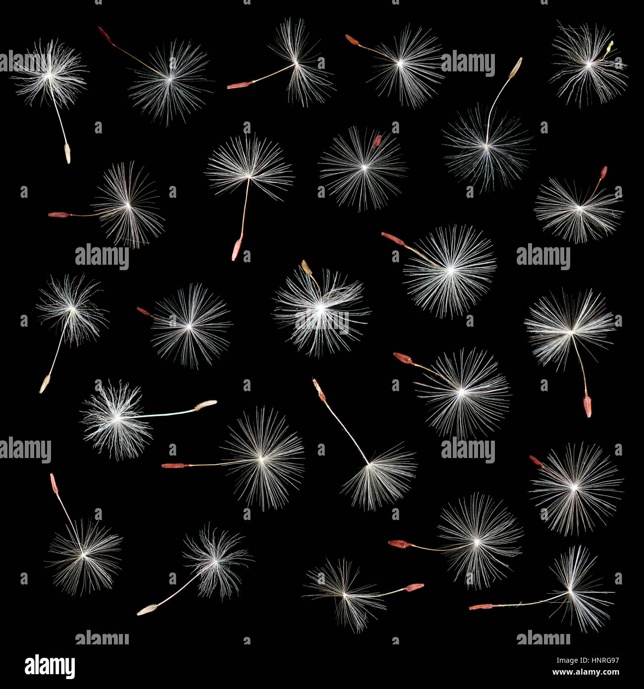 dandelion seeds macro photo, isolated object on black background Stock ...