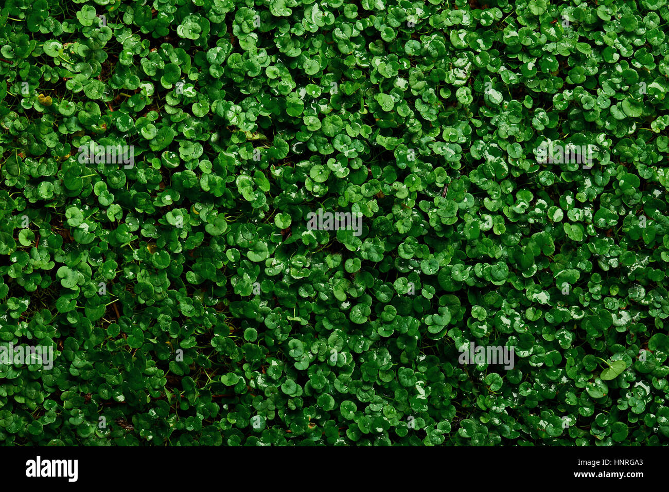 Round green grass with dew view from top Stock Photo - Alamy