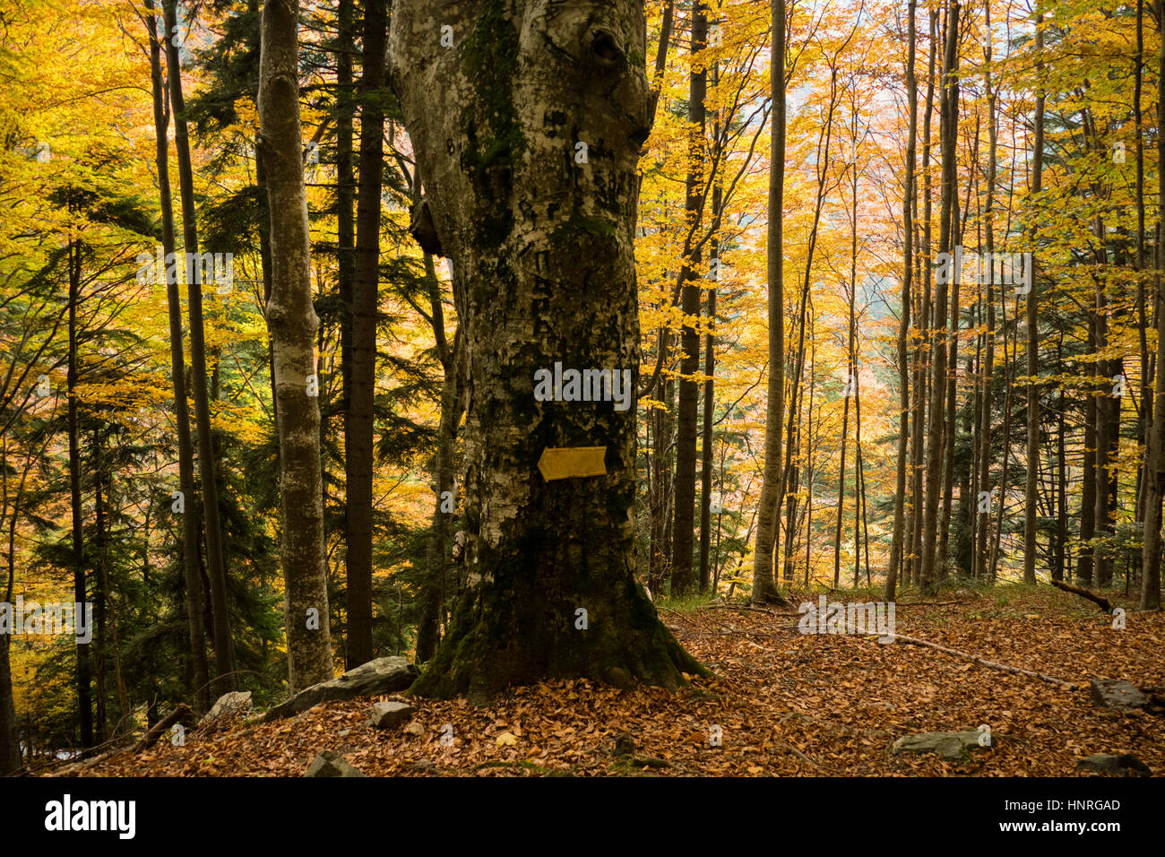 Blank sign showing direction for a forest trekking path in autumn ...