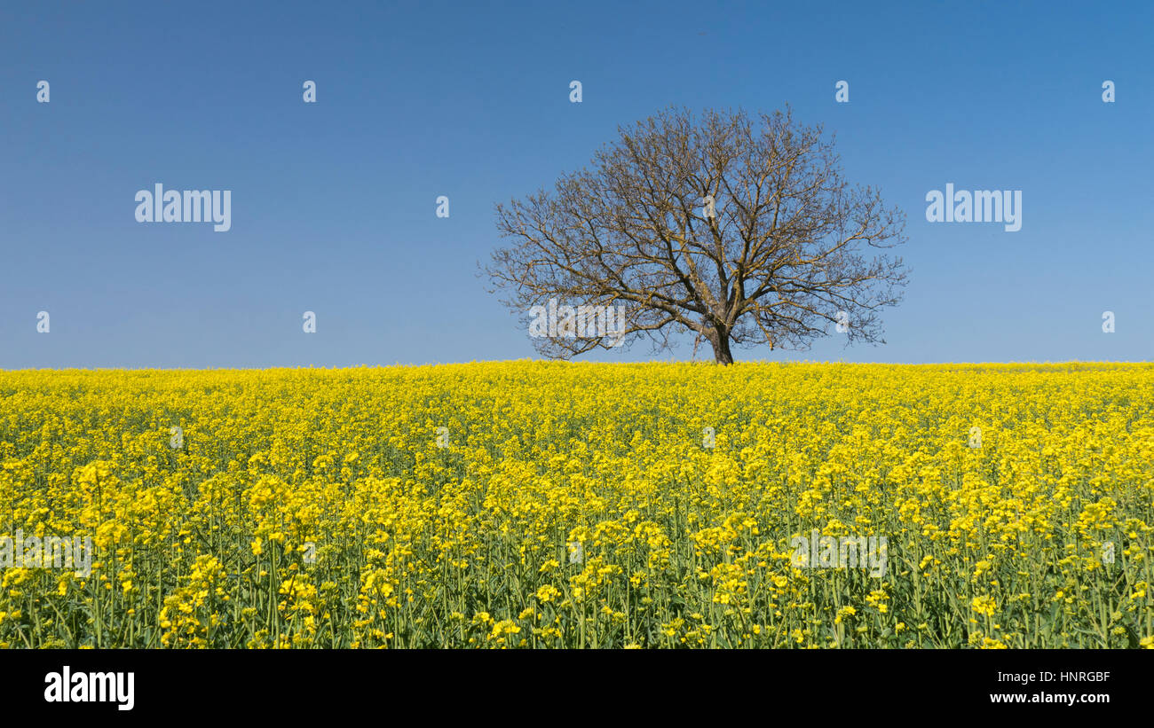 Rapseed Oil High Resolution Stock Photography and Images - Alamy