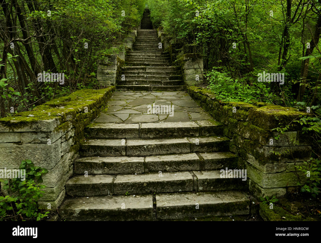 Magic stone steps going a long way up into a tunnel of freshly green ...