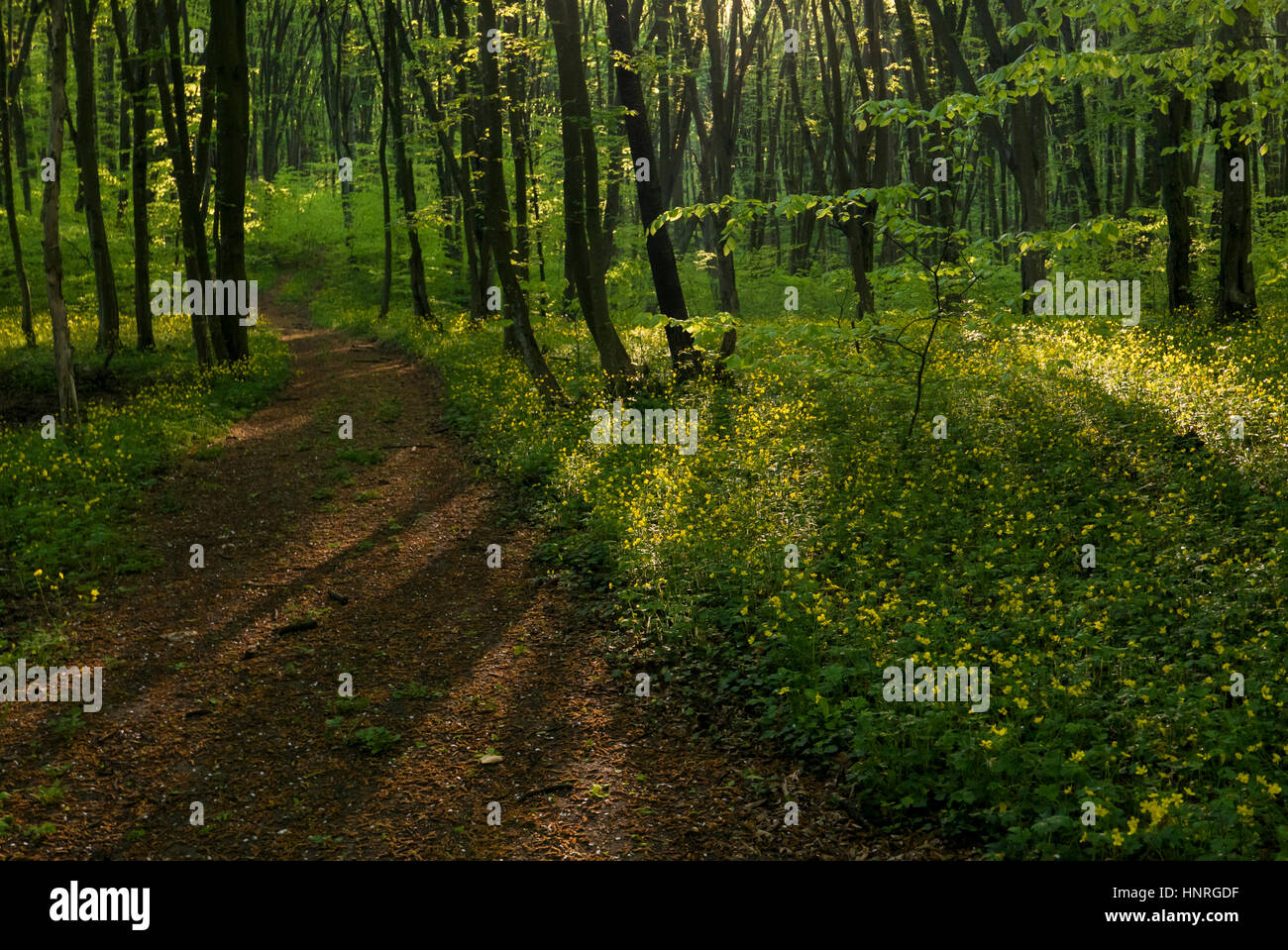 Peaceful path going through freshly green flowery forest in springtime ...