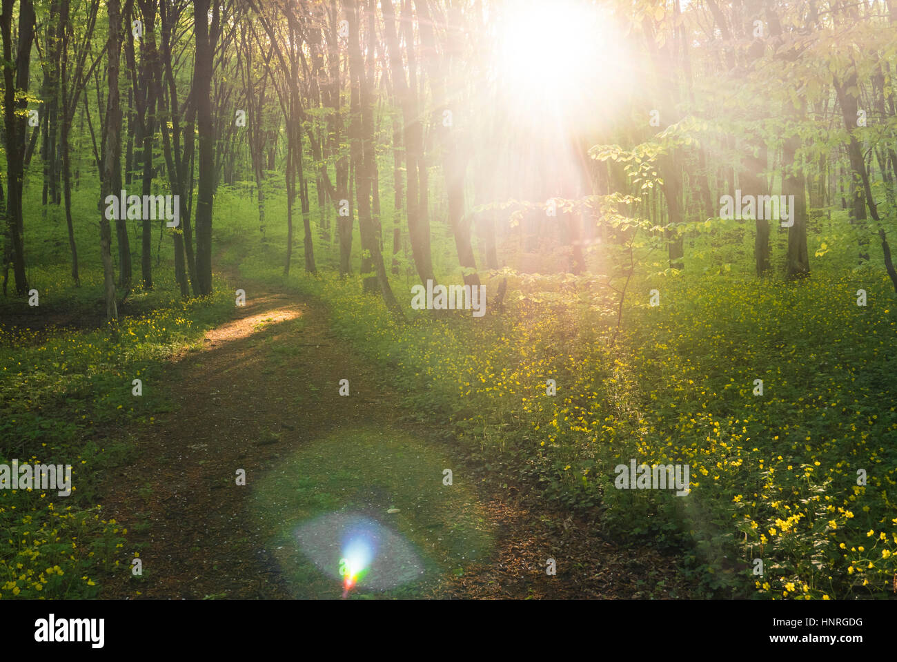 Beams of light shining over a cosy path going though a flowery green ...