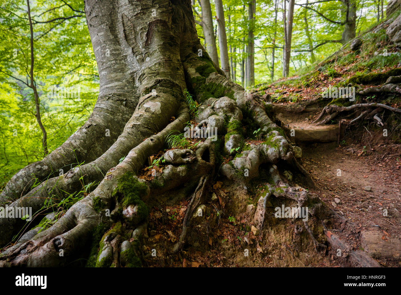 Old beech trees with strong roots in a freshly green summer forest ...
