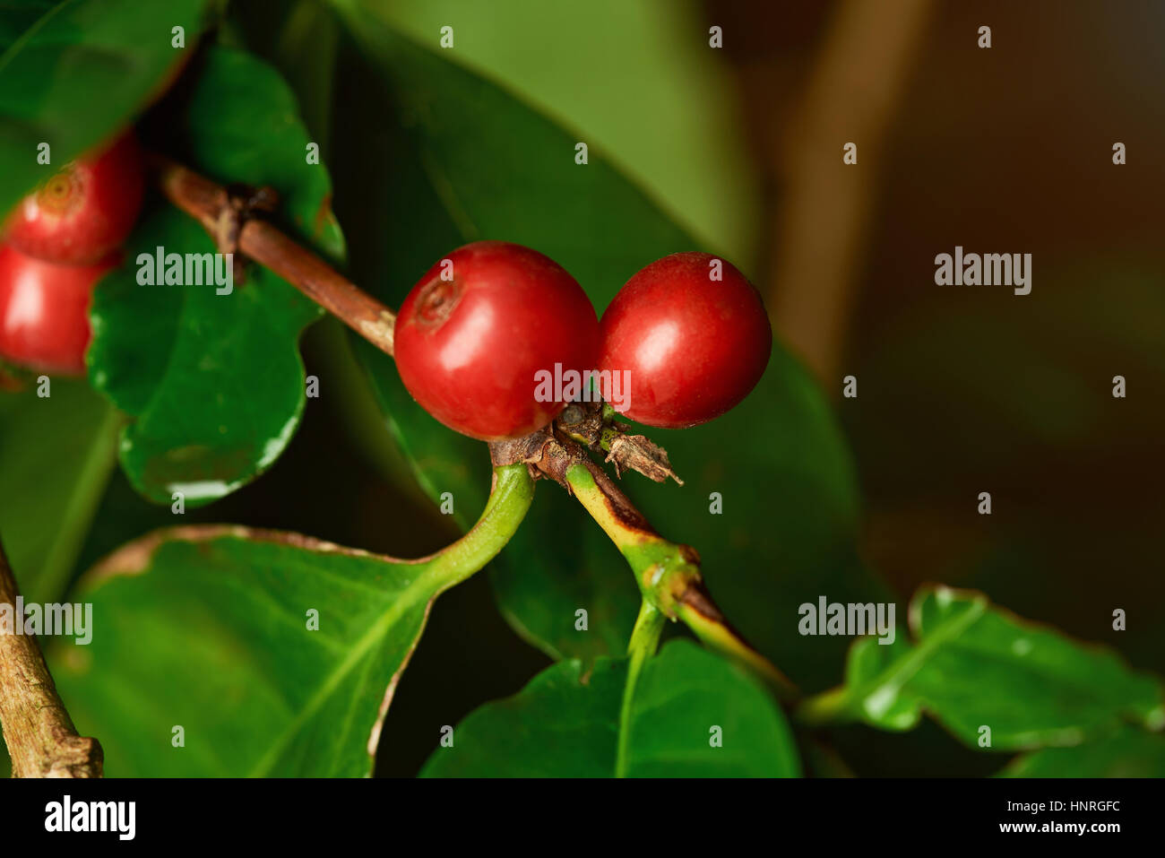 two red coffee beans on plant tree branch close up. Macro of red raw ...