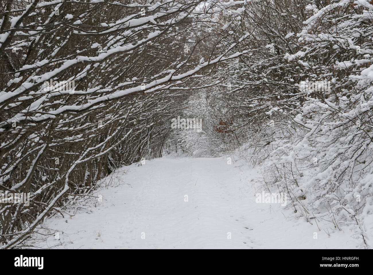 Branches snow scene tree laden beautiful hi-res stock photography and ...