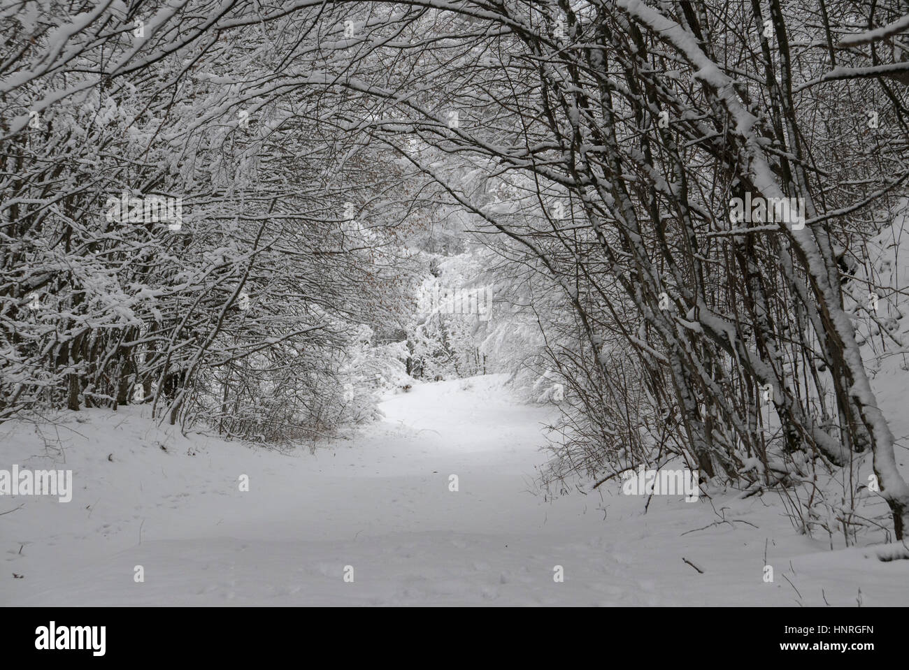 White tunnel of tree branches laden with snow in winter Stock Photo - Alamy