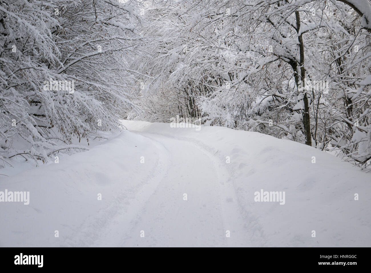 White tunnel of tree branches laden with snow in winter Stock Photo - Alamy