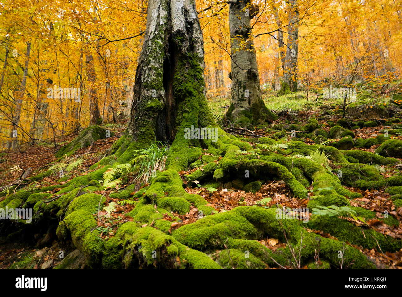 Big mighty old trees covered with green moss standing in the forest in ...