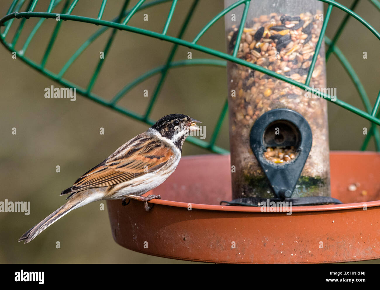 Reed bunting feeder hi-res stock photography and images - Alamy