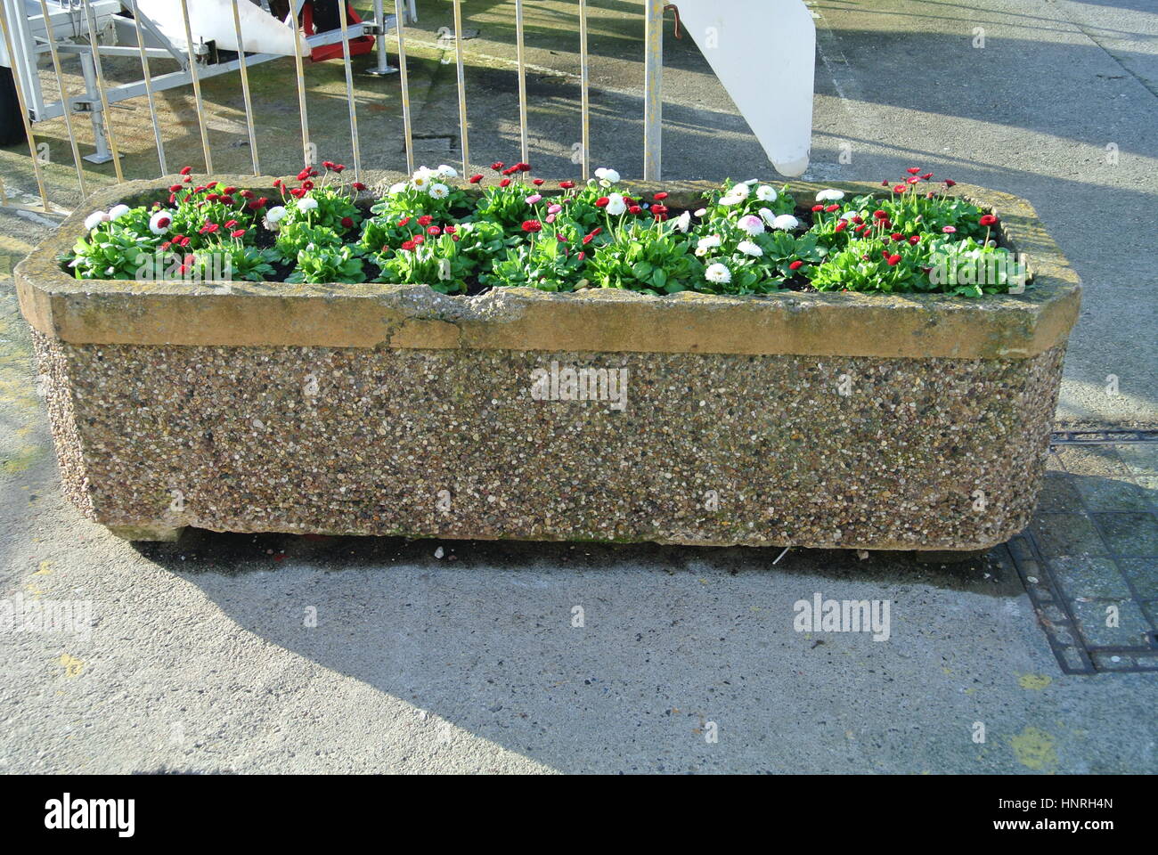 Stone planter box with pebble dash effect and small plants Stock Photo ...