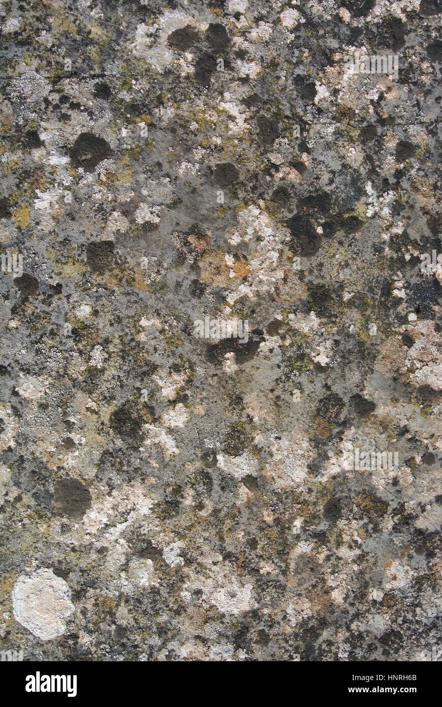 Slab of Slate with lichen growth Stock Photo - Alamy