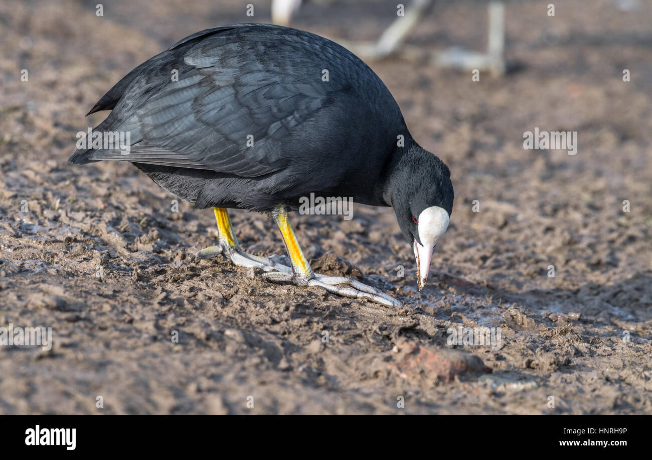 Webbed foot bird hi-res stock photography and images - Alamy