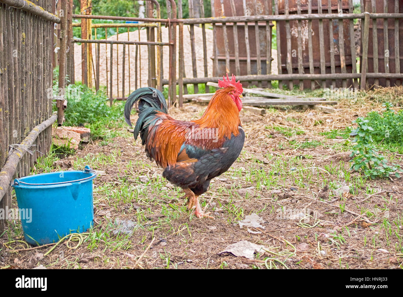 The rooster enclosure Stock Photo - Alamy