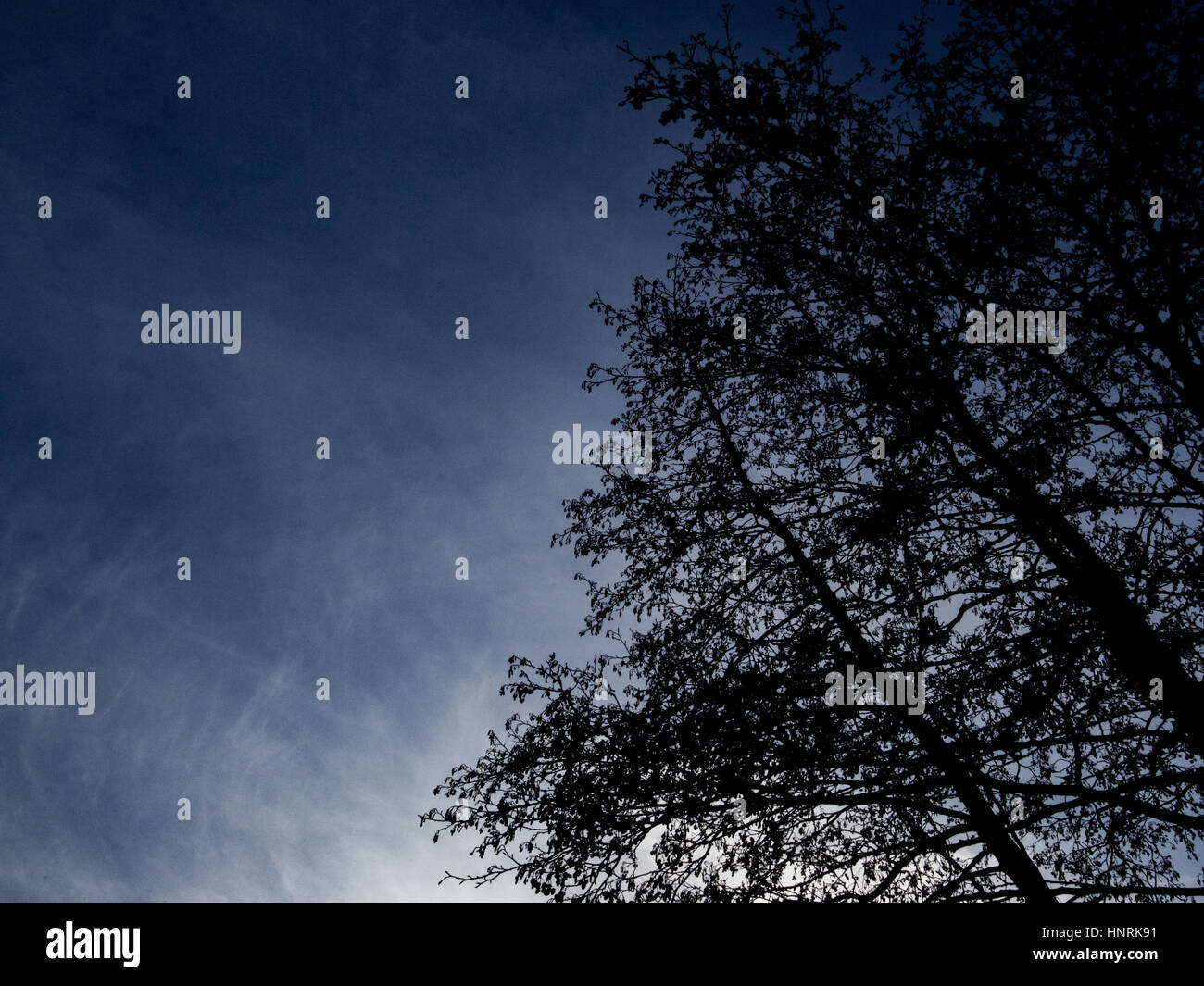 Trees and overcast sky in Hampshire, England Stock Photo - Alamy