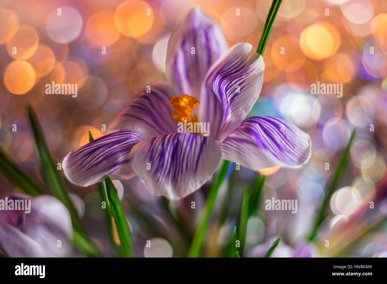 Purple bud hi-res stock photography and images - Alamy